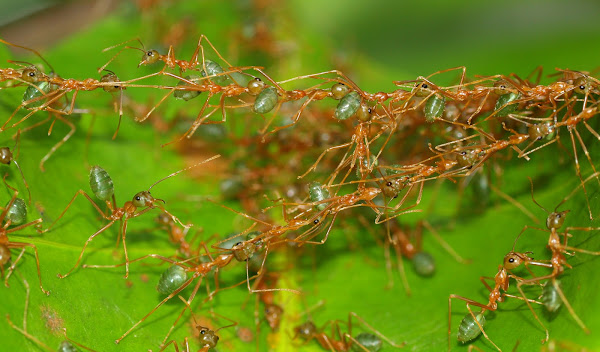 Green Tree Ant | Project Noah