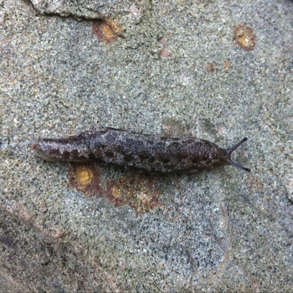 leopard slug | Project Noah