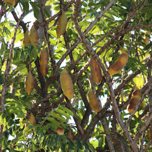 Queesland black bean tree | Project Noah