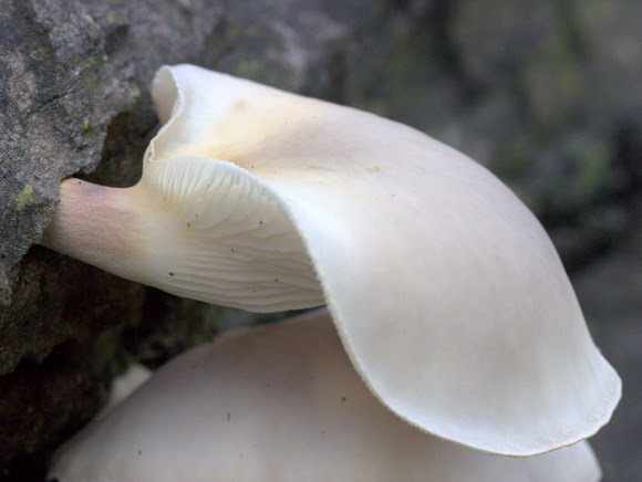 Ghost fungus | Project Noah