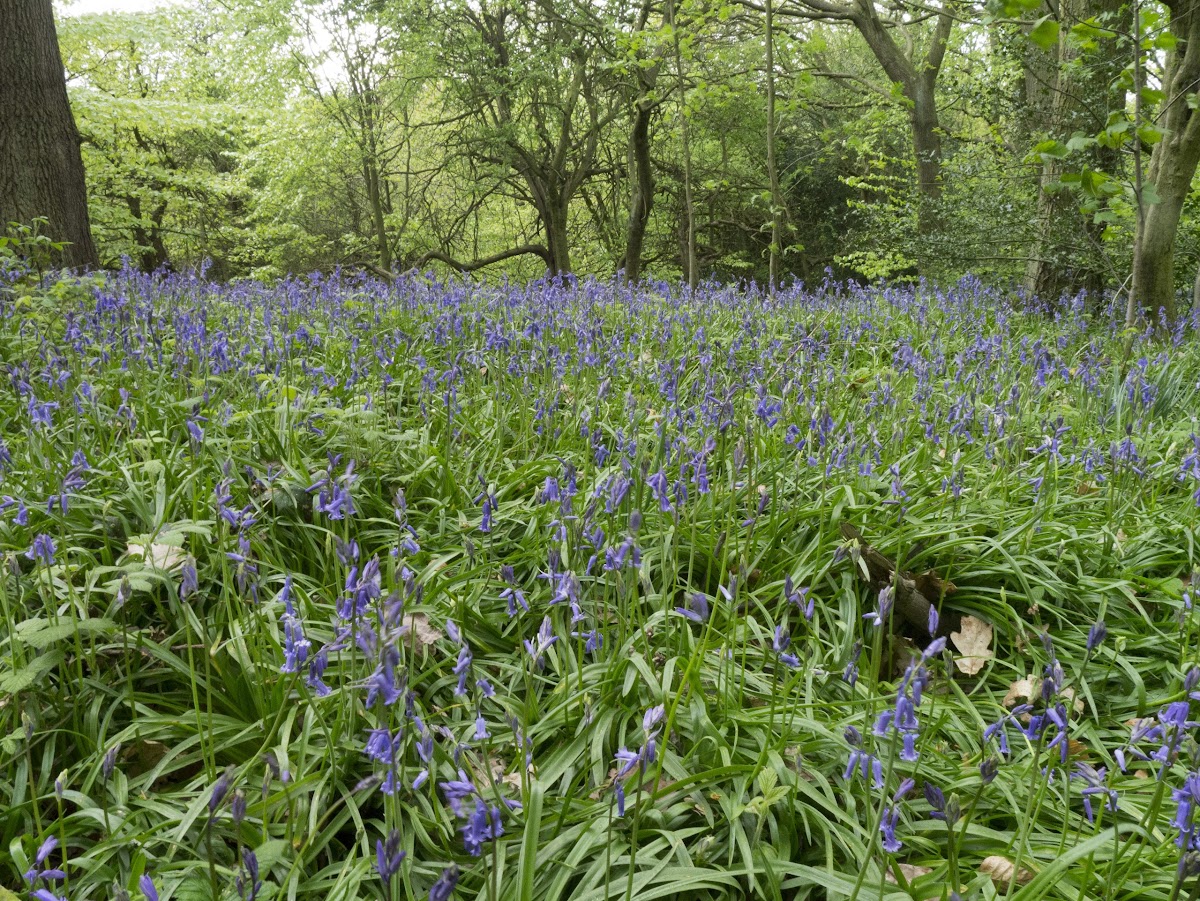 English Bluebell | Project Noah