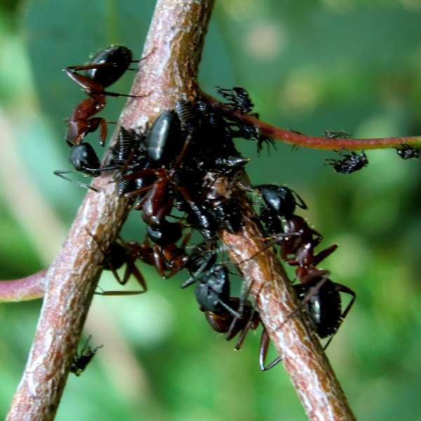 Hopper nymphs with ants | Project Noah