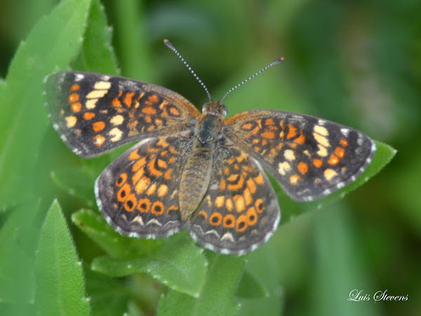 Mexican Crescent | Project Noah