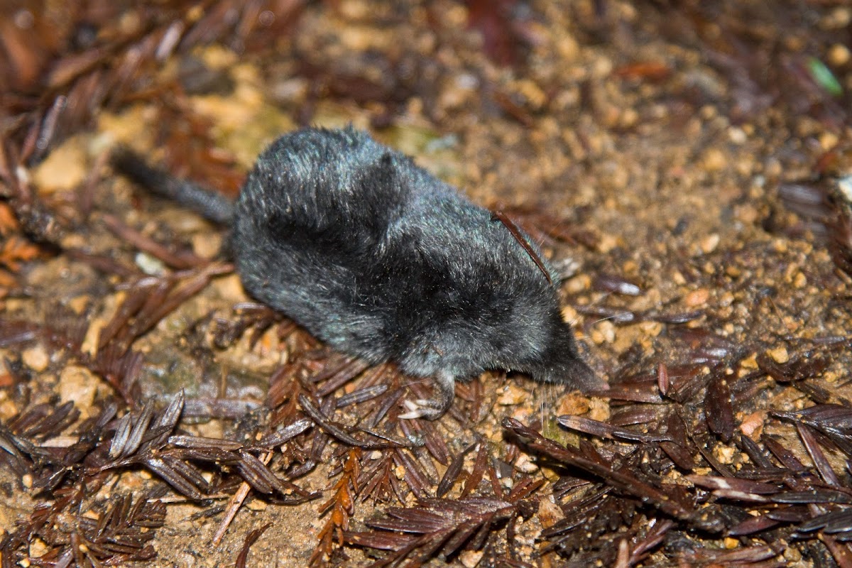Shrew Mole | Project Noah