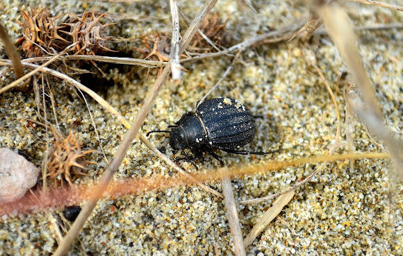 Pimelia | Project Noah