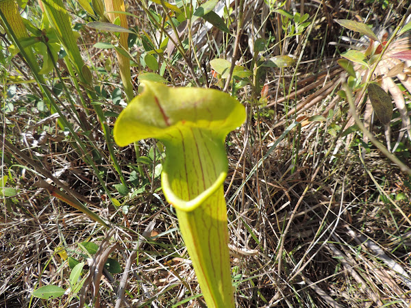 Yellow-winged or Pale Pitcher Plant | Project Noah