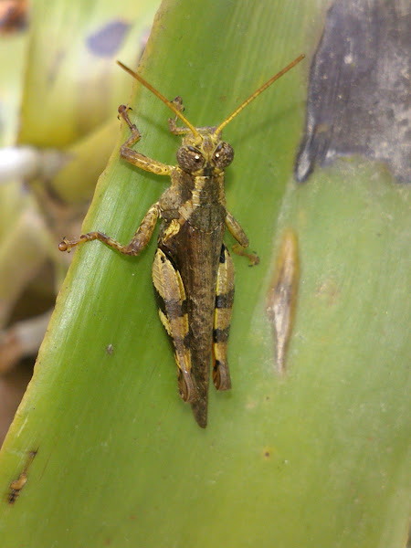 Small Locust | Project Noah