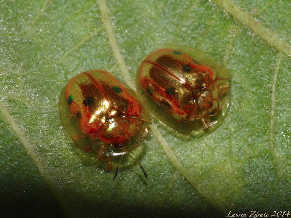 Tortoise Shell Beetle | Project Noah