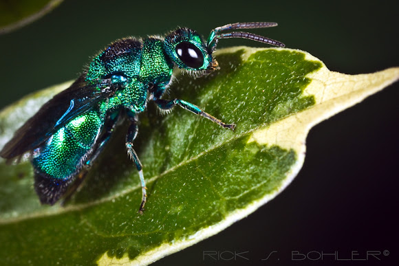 cuckoo wasp | Project Noah