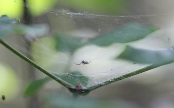 hammock web spider | Project Noah