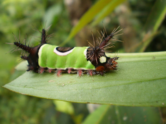 Saddleback caterpillar | Project Noah