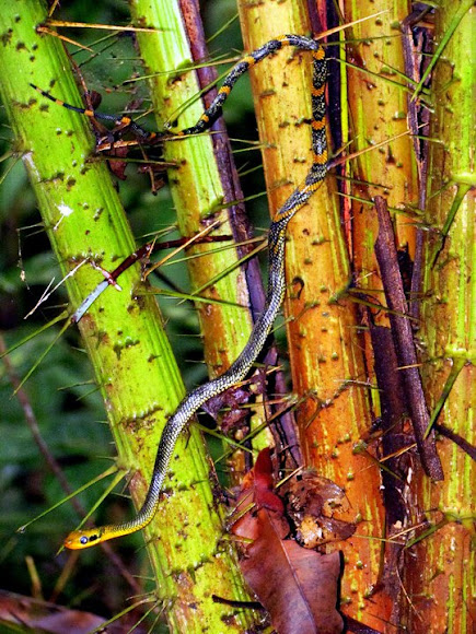 Rainbow Tree Snake | Project Noah
