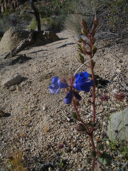 Desert Bluebell | Project Noah