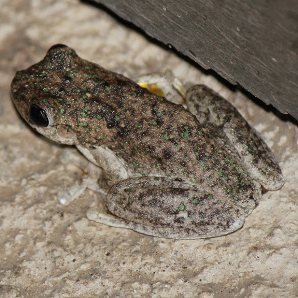 Peron's Tree Frog | Project Noah