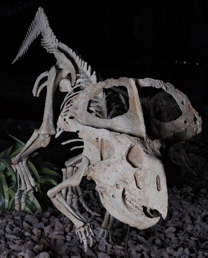 The Wyoming Dinosaur Center, Thermopolis, WY, United States — Google ...