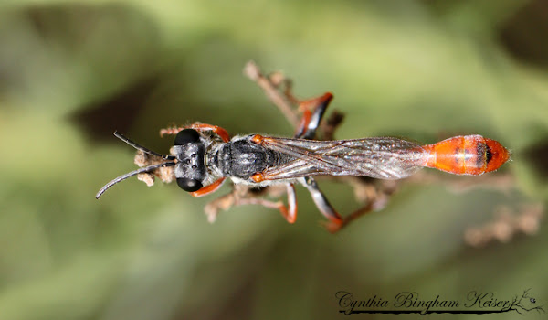 Thread-waisted Wasp | Project Noah