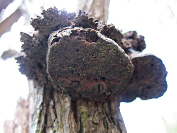 Phellinus badius - Bracket Fungi | Project Noah