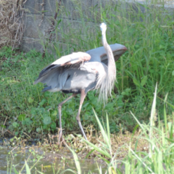 Great Blue Heron | Project Noah