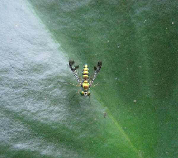 Long-legged Fly | Project Noah
