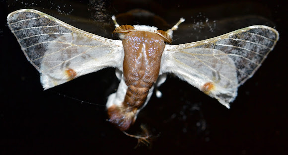 Silk Moth | Project Noah