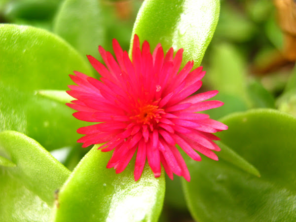 Baby sun rose | Project Noah