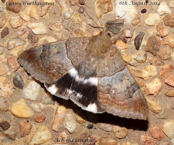 The Castor Semi-Looper | Project Noah