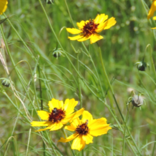 Greenthread | Project Noah