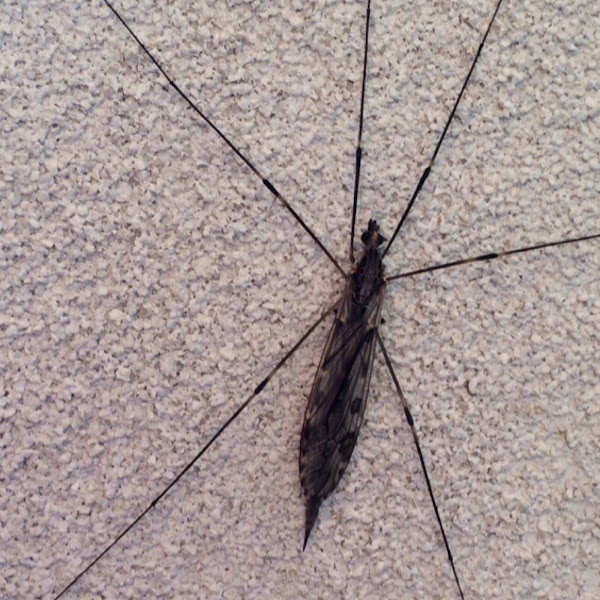 Giant Crane Fly | Project Noah