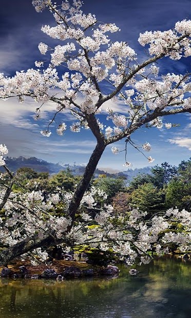 25 Excellent spring wallpaper live You Can Save It Without A Penny ...