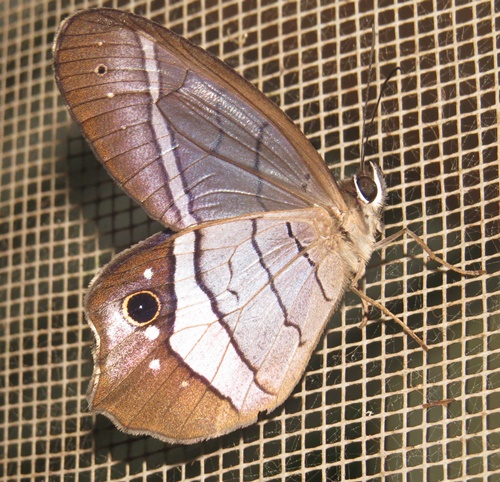 Red-washed satyr | Project Noah