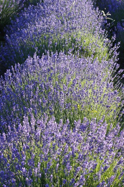 common lavender, true lavender or narrow-leaved lavender | Project Noah