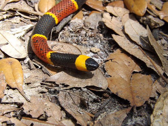 Eastern Coral Snake | Project Noah