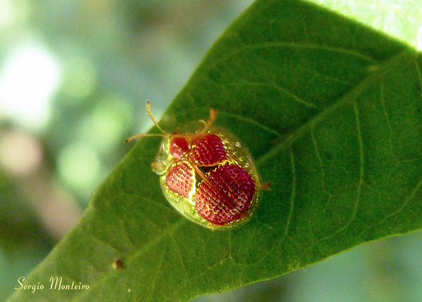 Red and gold tortoise beetle | Project Noah