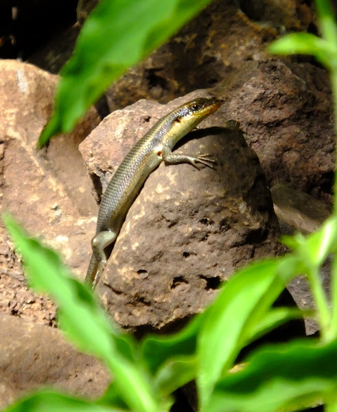 skink | Project Noah