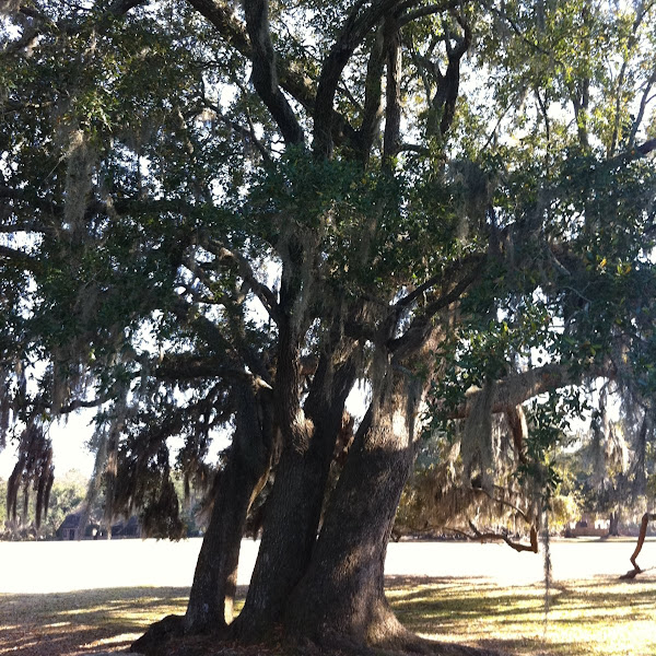 Live Oak/Spanish Moss | Project Noah