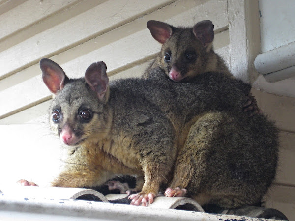 Common Brushtail Possum (mother & joey 2011) | Project Noah