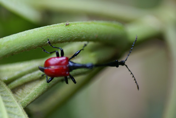 Giraffe necked weevil | Project Noah
