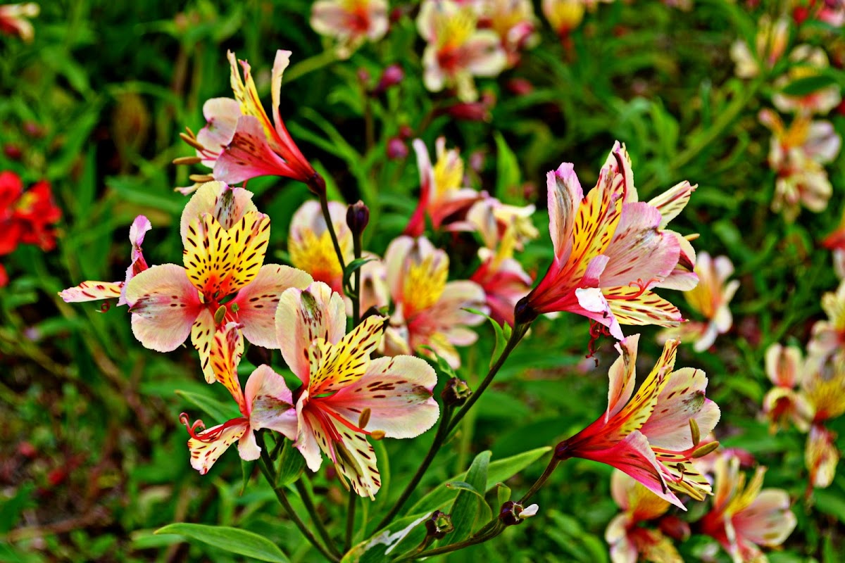 Astromelias | Project Noah