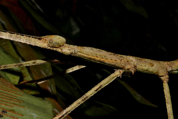 Stick Insect, Phasmid - Female | Project Noah