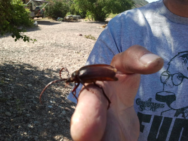 Prionus root borer beetle/california prionus beetle | Project Noah