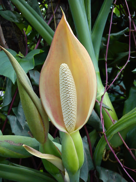 Arrowhead Plant | Project Noah