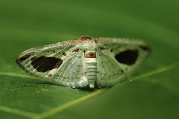 Thyridid moth | Project Noah