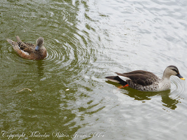 Spot-billed Duck | Project Noah