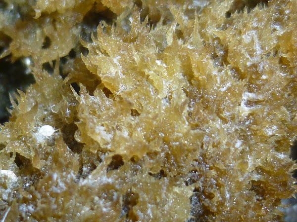 Scorias spongiosa | Project Noah