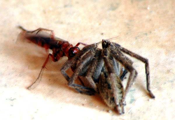 Red Wasp | Project Noah