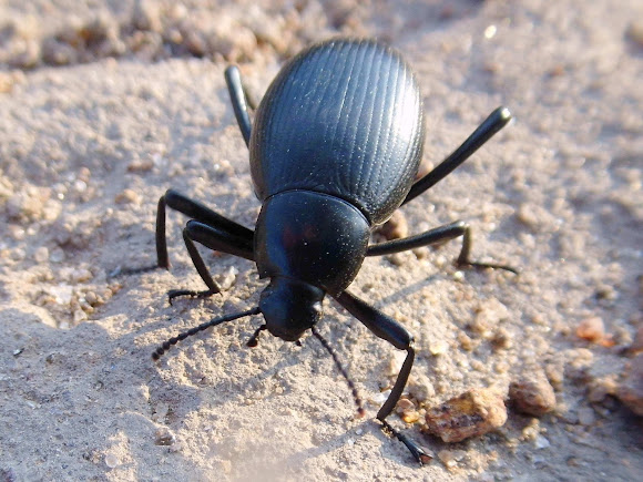 Pinacate beetle | Project Noah