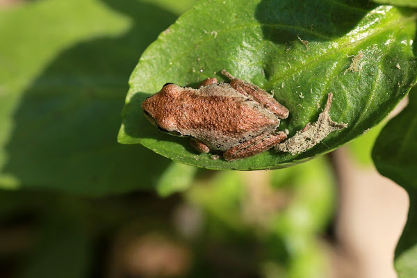 Baja California Treefrog | Project Noah