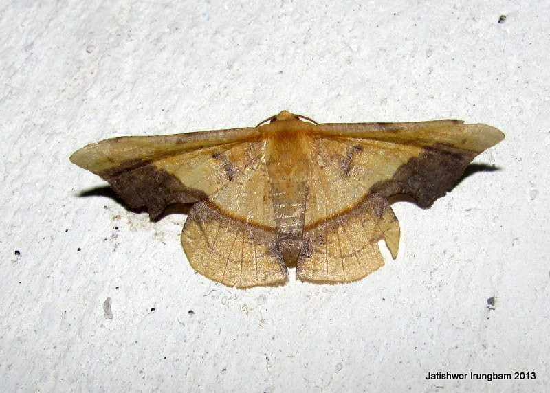 Geometridae | Project Noah