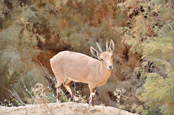 Nubian Ibex | Project Noah
