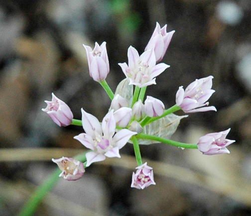 Meadow Garlic | Project Noah